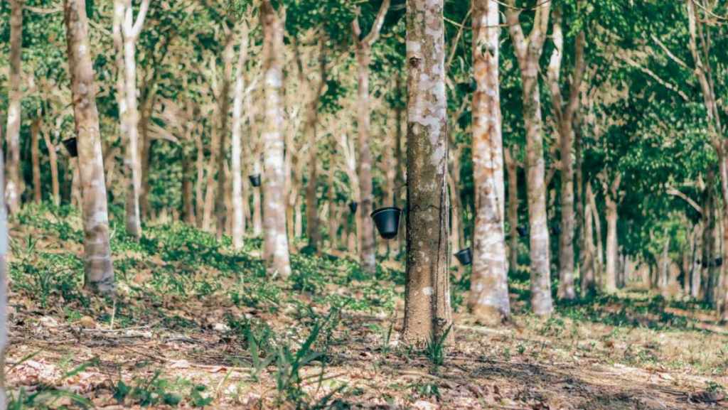 Singapore rubber trading platform bags $7.1m