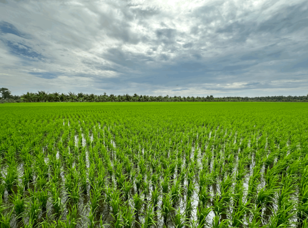Temasek-backed Rize sows sustainability into rice farming