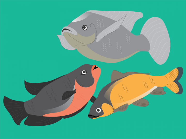 eFishery lets farmers sense fish’s appetites via smartphone