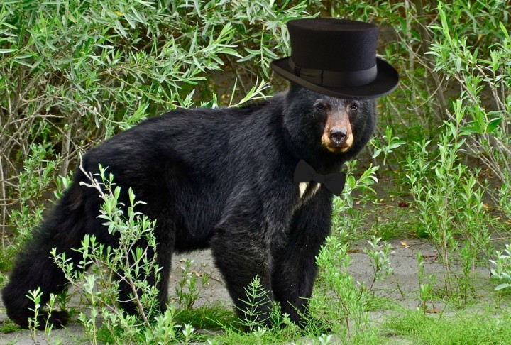 Chinese mobile laundry service Bear Butler nabs $960k angel investment