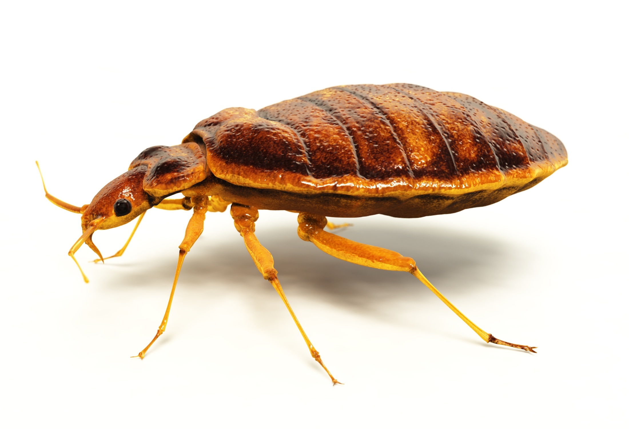 Hacker finds security bugs in Go-Jek app