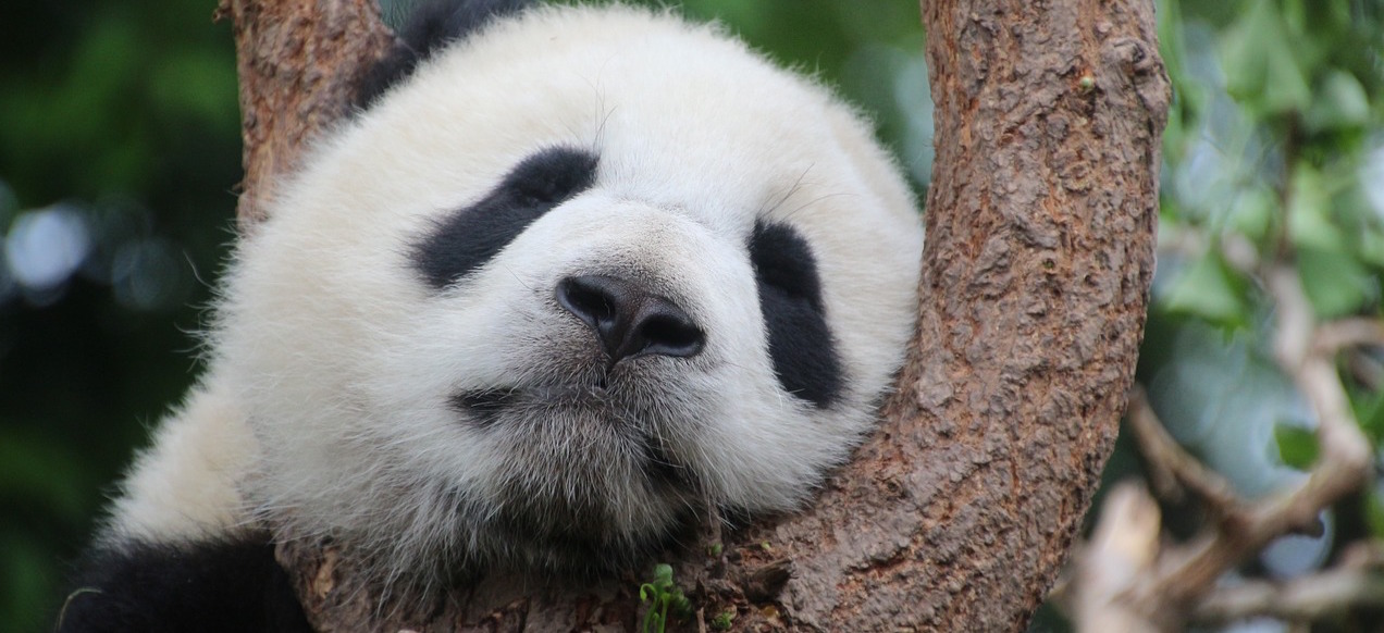 Zalora and Foodpanda may be running out of cash