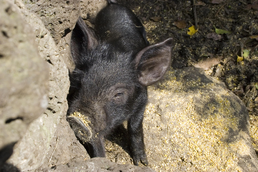 Why are Chinese tech companies so much into raising pigs?