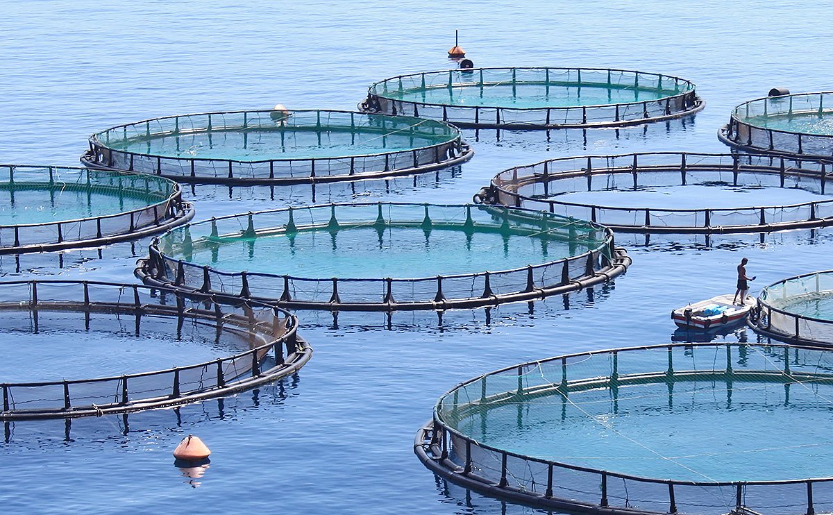 Hatch Blue to launch next aquaculture accelerator program